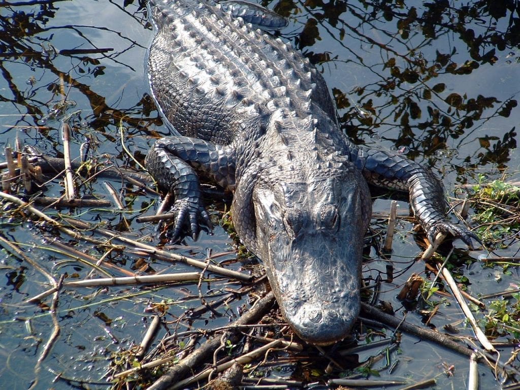 Department of Interior Design – UF College of Design, Construction and ...